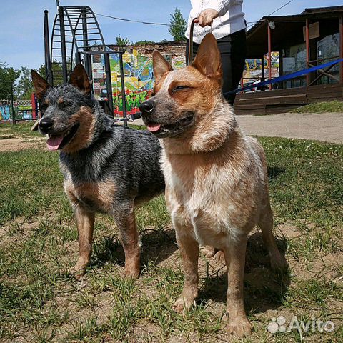 Австралийский хилер