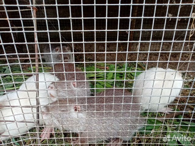 Самки Нутрий котные на развод