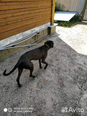 Отдам в хорошие руки собаку Ридж Бэк