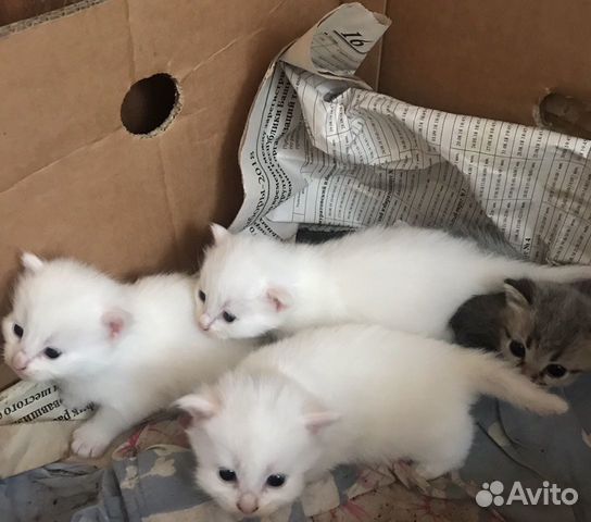 Котята