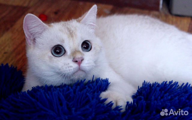 Шиншилла пойнт, золото, эксклюзив, с шармом