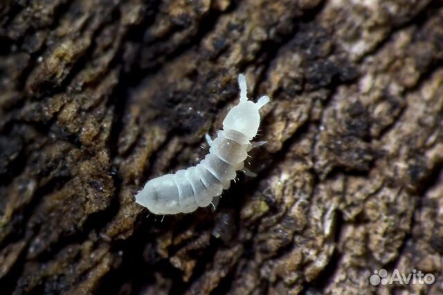 Ногохвостки (коллемболы)