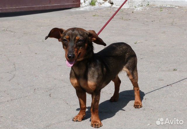 Таксик Зевс ищет лучший дом