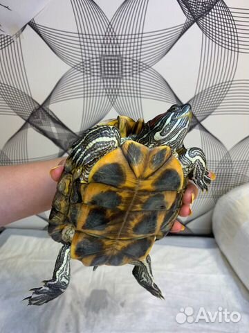 Красноухая черепашка