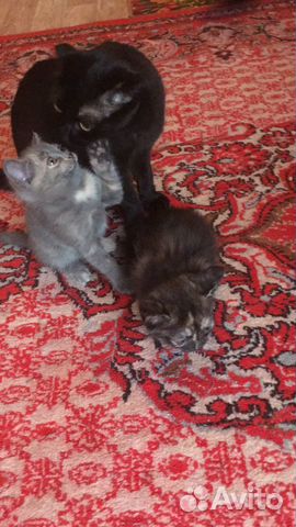 Котята