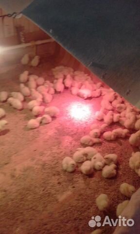 Цыплята кобб 500