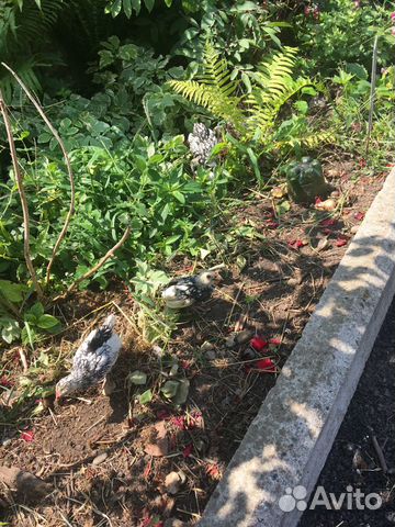 Цыплята Сибрайд