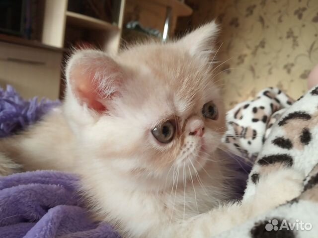 Экзотический котенок