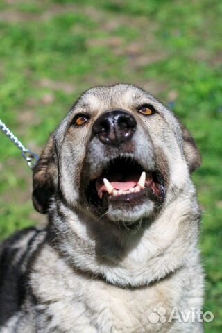 Дери. Серый пёс красавец. Бесплатно