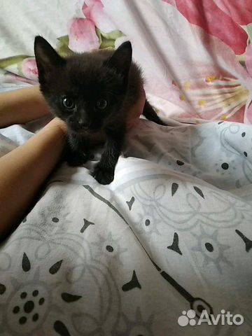 Котята 3 штуки 1 черный мальчик и две девочки