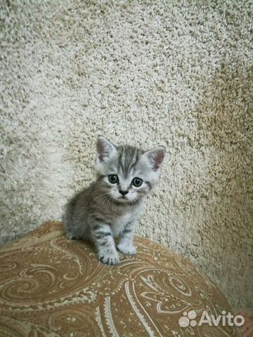 Вискасный котенок