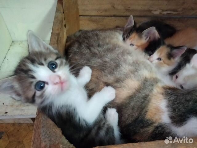 Чудесные котята от здоровой кошки