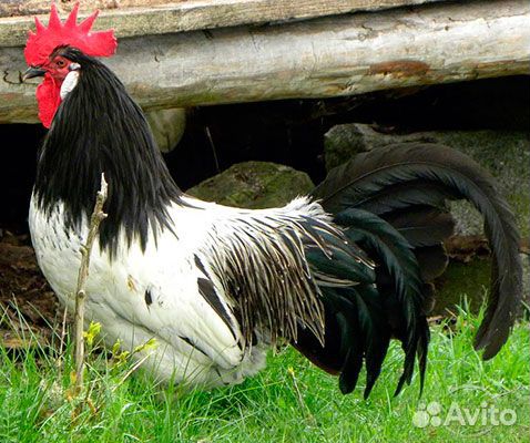 Петух Лакенфельдер