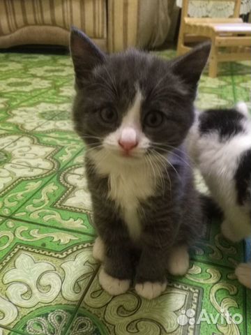 Отдам в добрые руки