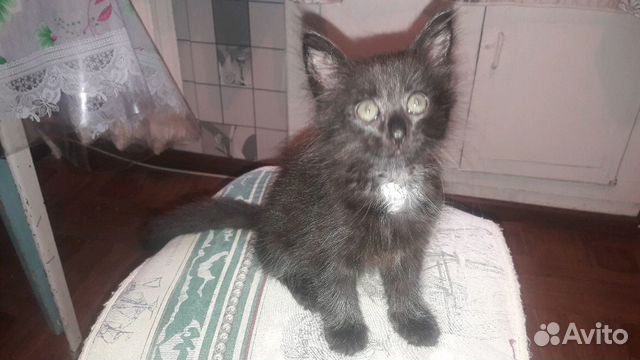 Котенок 1.5мес