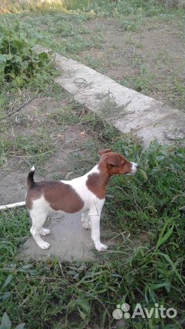 Продам щенка фокстерьера