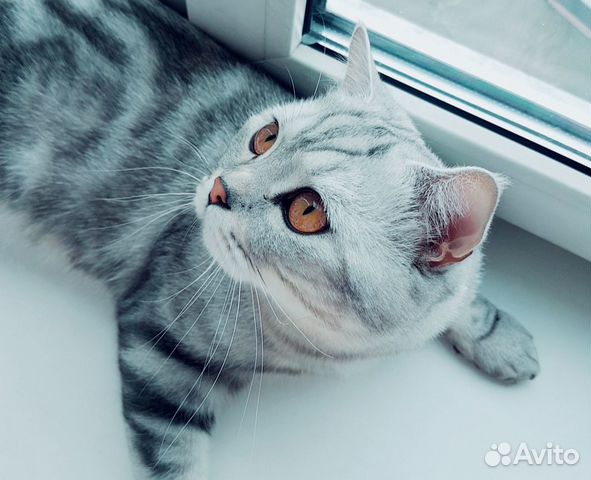 Кот на вязку