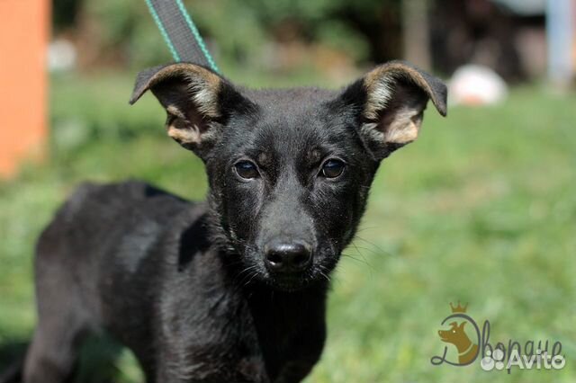 Пристраивается девочка Щенок №12