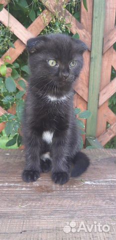 Кисулька для души