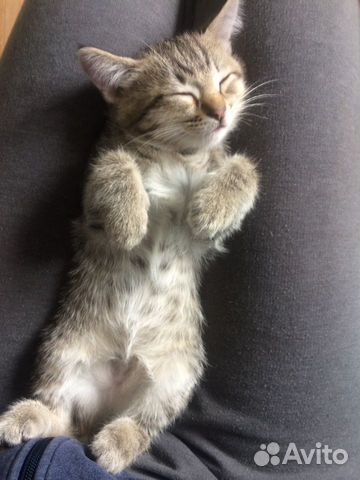 Нежная кошечка