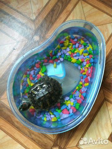 Черепаха красноухая и черепашник