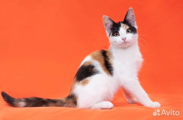 Котенок в хорошие добрые руки