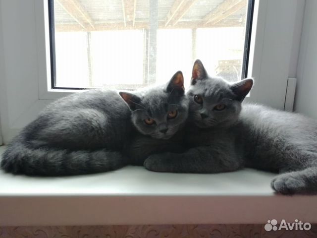 Продам котят