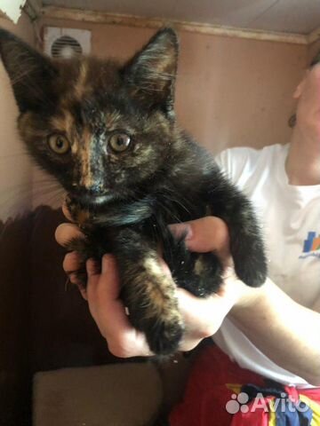 Красавица-кошечка