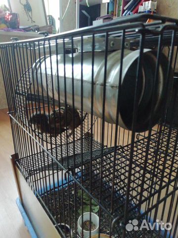 Ищем заботливые и добрые руки для семьи дег