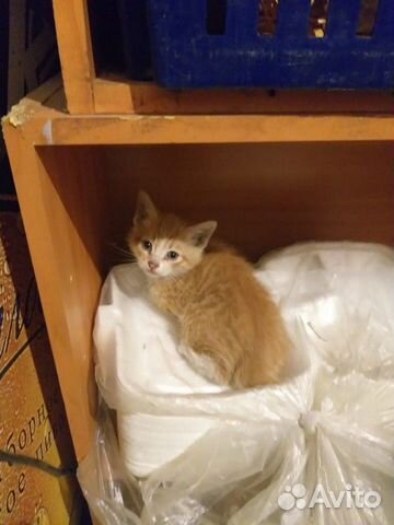 Рыжие котята 1 месяц