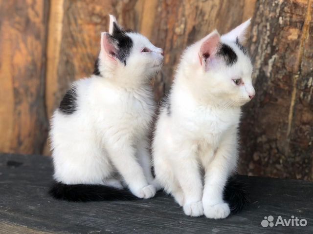 Очаровательные котята(кошечки) в добрые руки