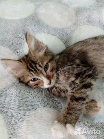 Кот Нафаня ищет семью