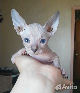 Котики мечты)