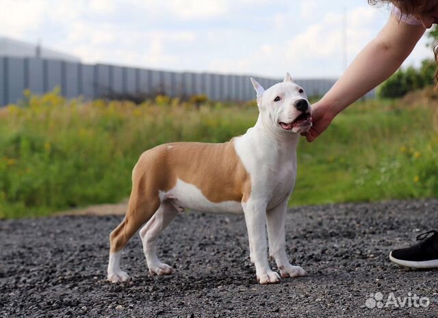 Щенок амстаффа голубо-палевый малыш