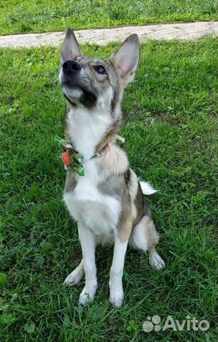 Малыш Бруно, 8 месяцев, в добрые руки