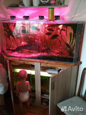Аквариум с тумбой и сампом, коллекция цихлид