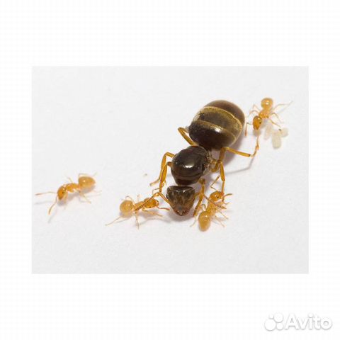 Муравьи Lasius Flavus (матка и расплод)