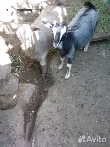 Козел и две козочки