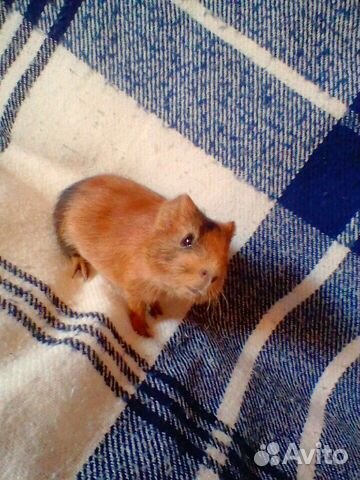 Морские свинки