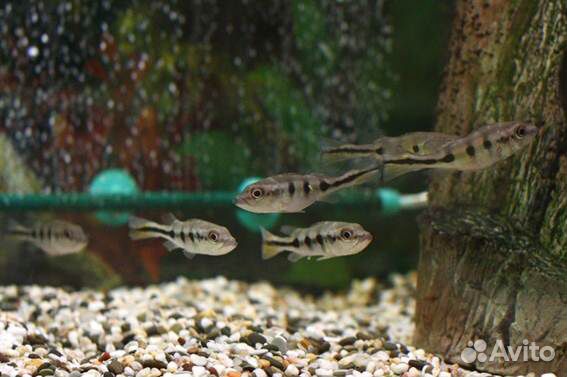 Цихла монокулус 4-5 см