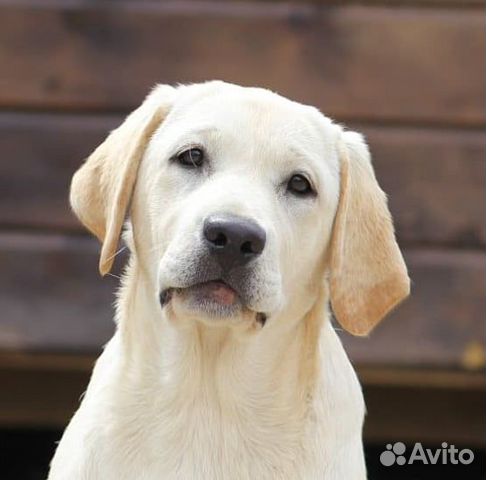 Керол Рут Квин оф май харт