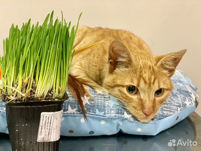 Солнечный котёнок Тима