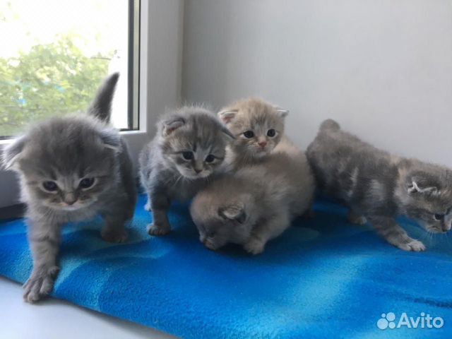Шотландские котята