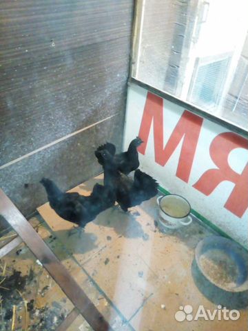 Куры Ухей Илюй, аям цемани,лакеданзи