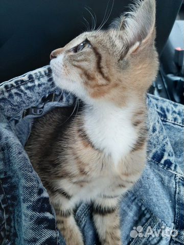 Отдам котенка в добрые руки, почти 3 месяца