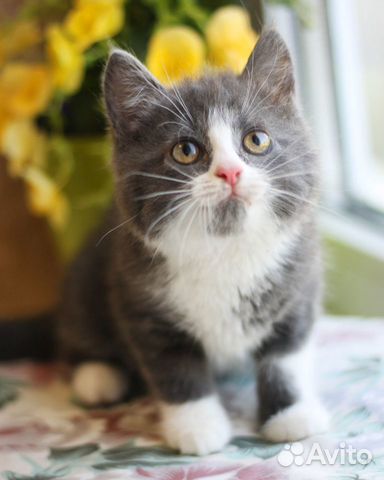 Малышата в добрые руки