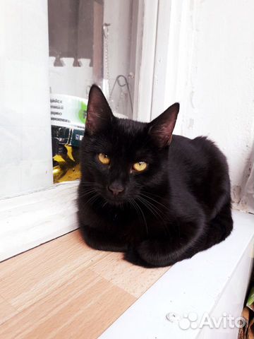 Молодой котик-подросток ищет дом