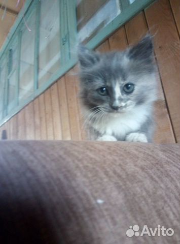Отдам котенка в добрые руки