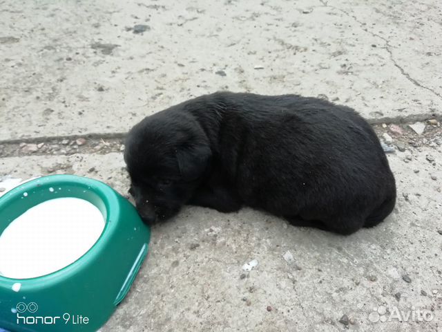 Щенки (дворняшки)