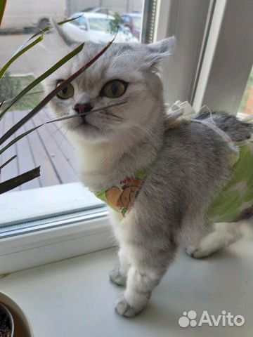 Феня